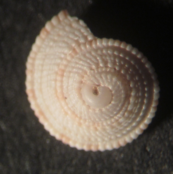 Helyacus alleryi? , Natura Mediterraneo | Forum Naturalistico